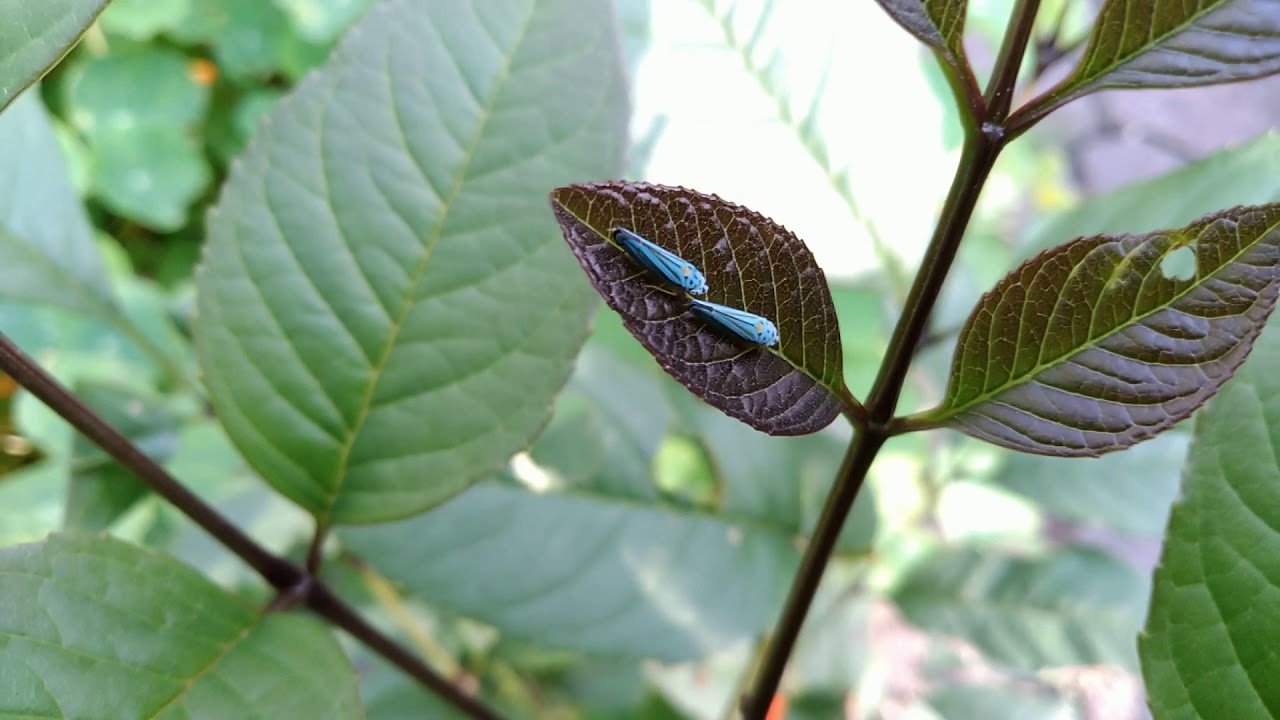 Insectos azules chicharritas - YouTube