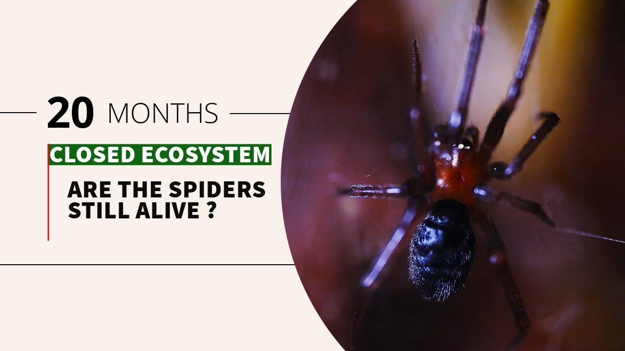 20 Months in a Closed Ecosystem: Are The Spiders Still Alive ? - YouTube