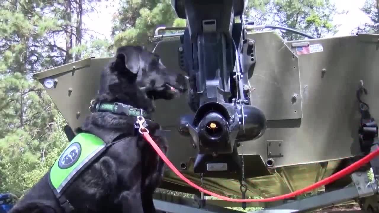 Polson company training dogs to detect aquatic invasive species - YouTube