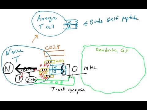 Anergic Self-reactive T cells - YouTube