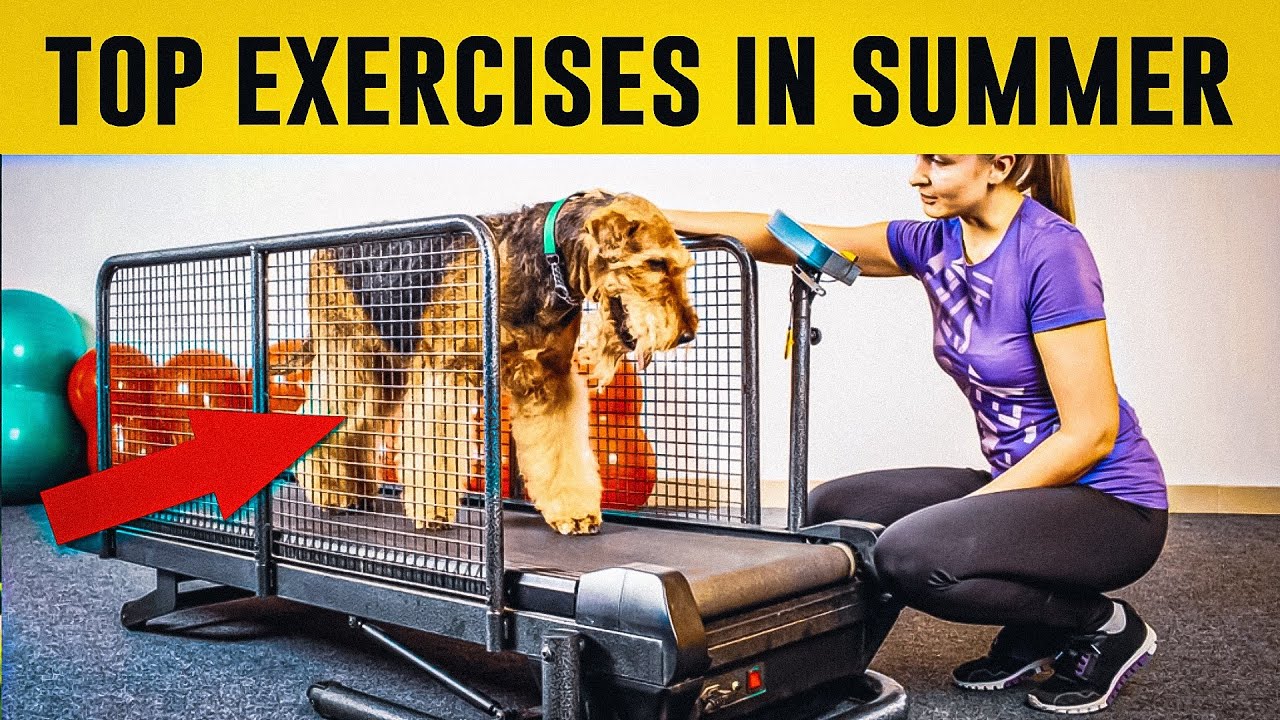 6 Exciting Tips for Safely Exercising Your Dog in the Summer! - YouTube