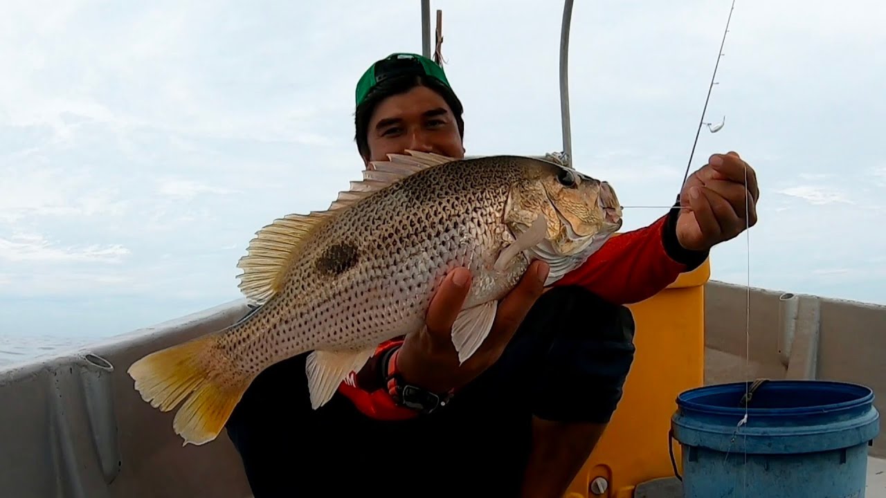Mancing Tuas Matshah Rano Memburu Ikan 3 Rasa & Aksi Akrobatik s403 ...