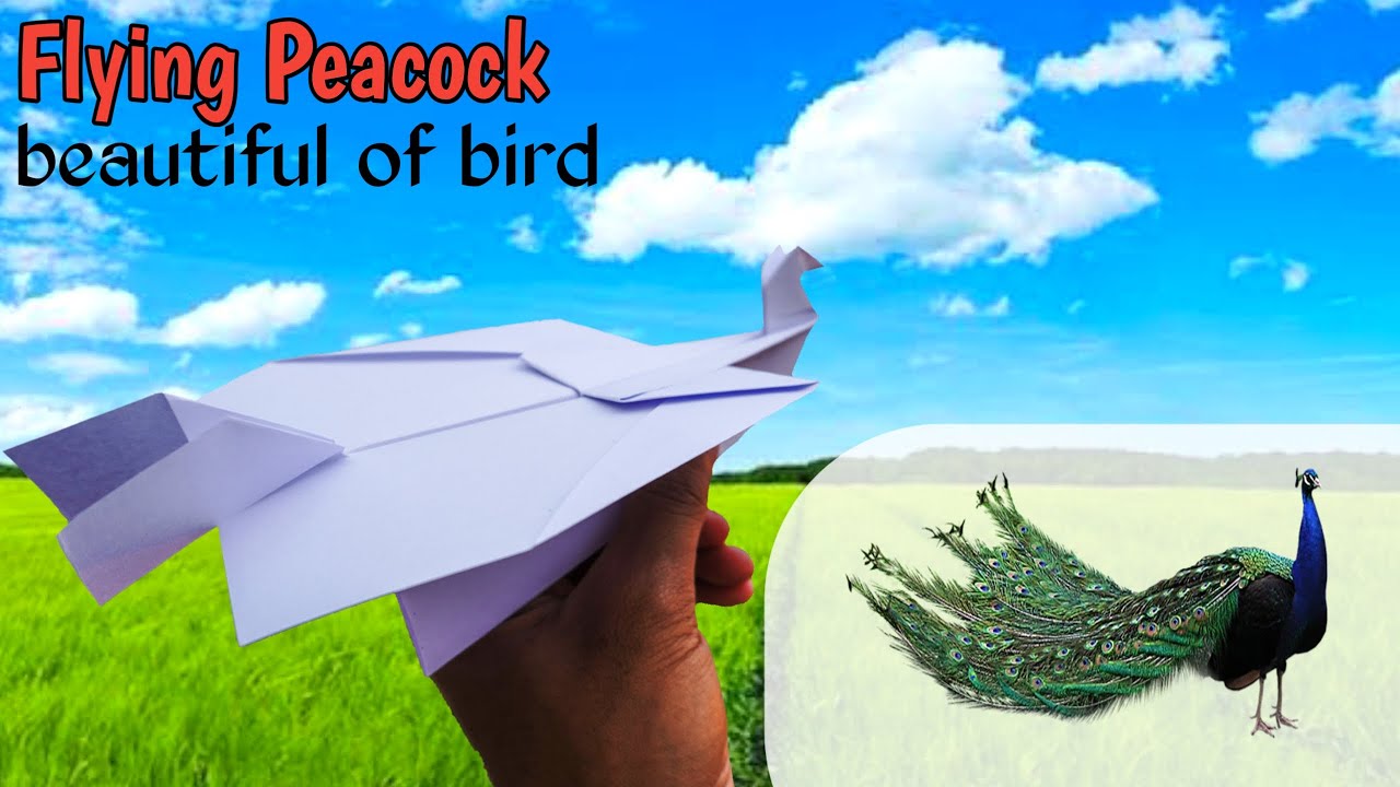Burung Merak Terbang, Cara membuat pesawat terbang bentuk merak dari ...