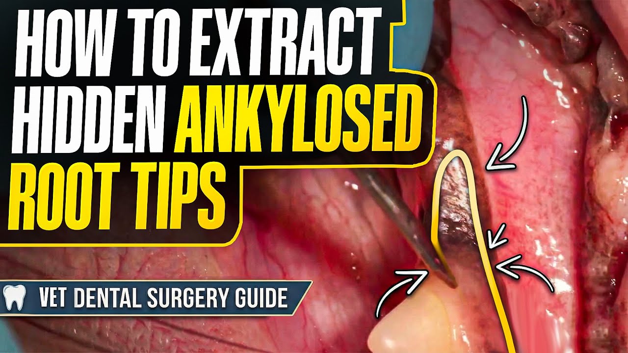 Hidden Ankylosed Root Tips: Complete Extraction Technique ...