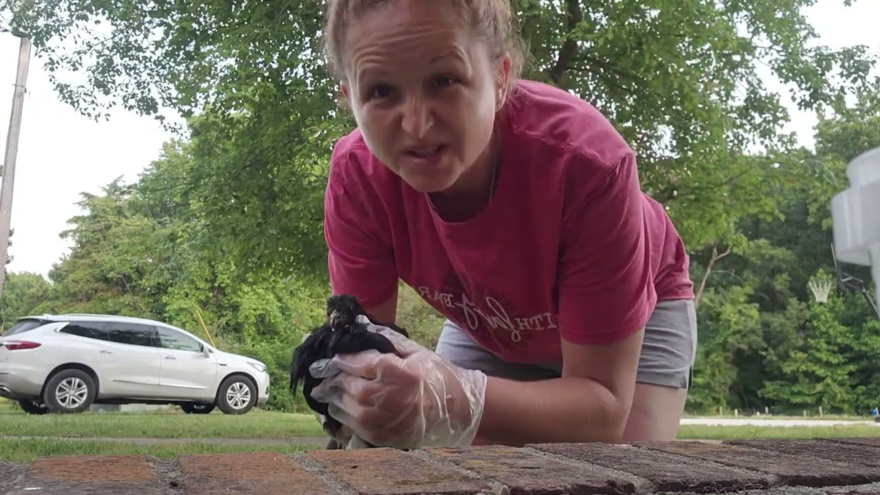 Chicken Surgery for Sour Crop - YouTube