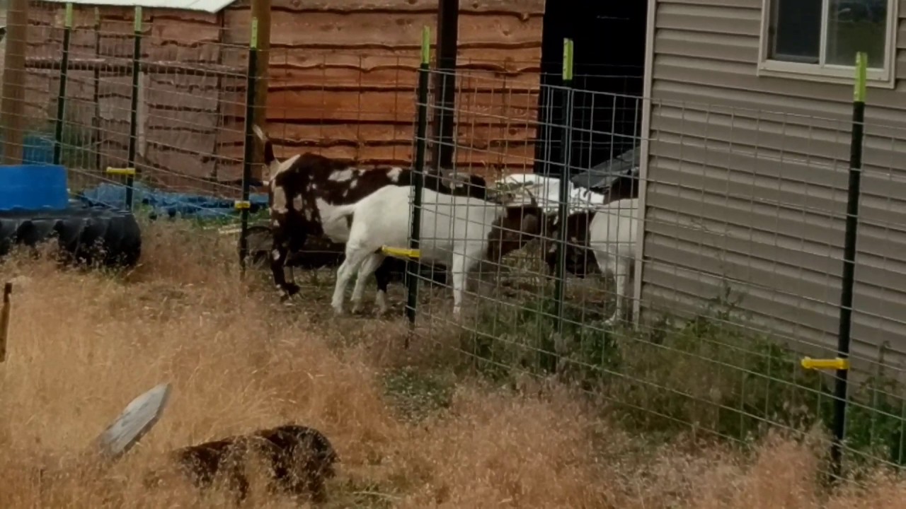 Idaho dappled Boer goats - YouTube