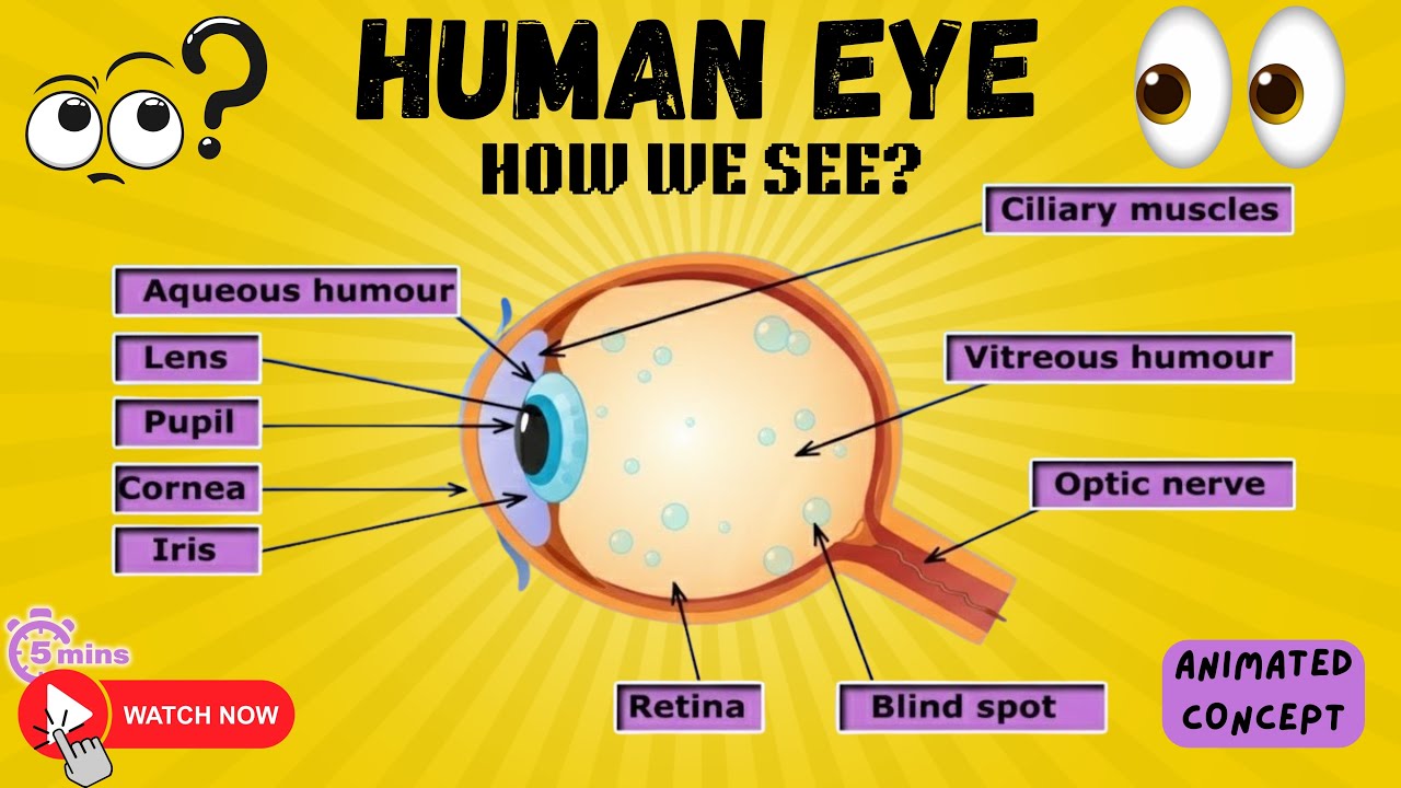 Human Eye | Class 10 Science | Human Eye & Colourful World | Animated ...