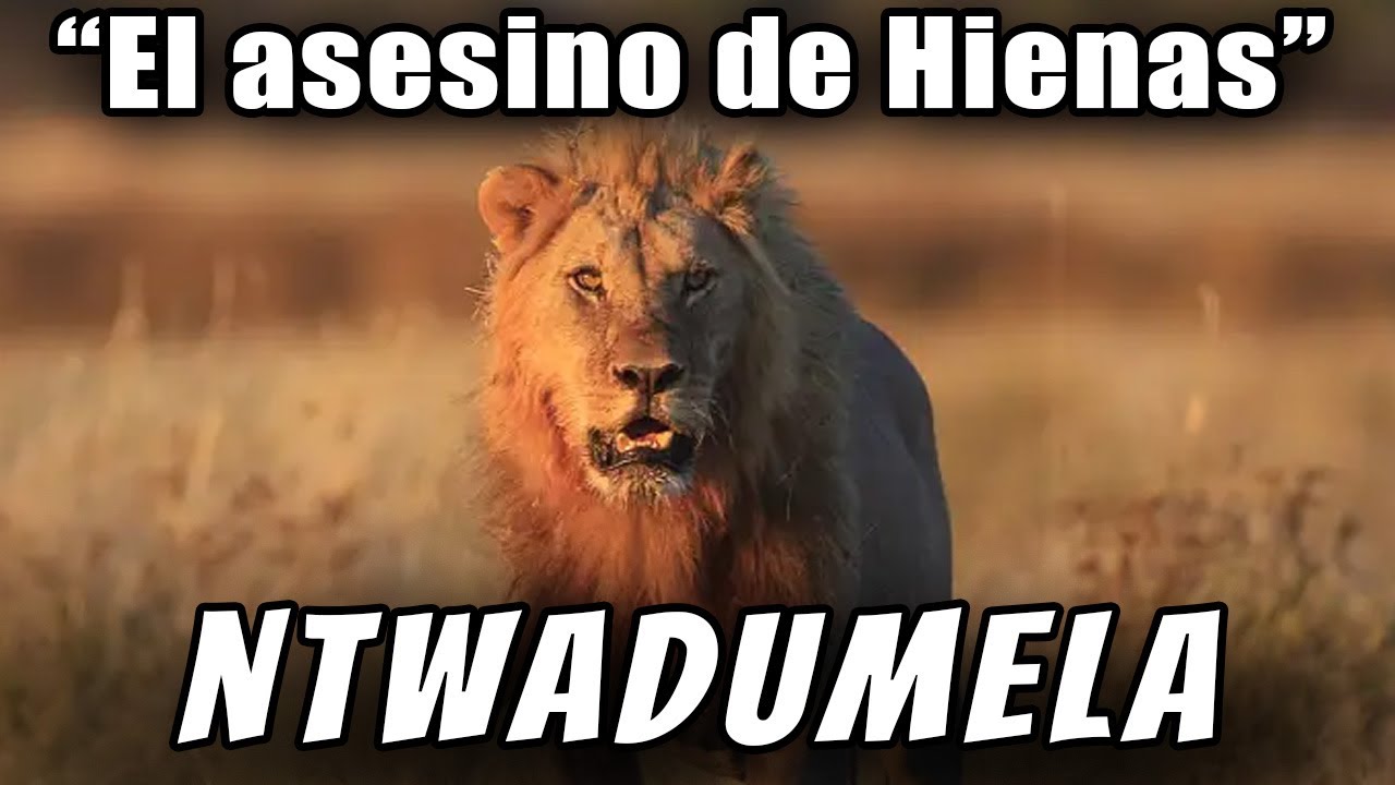 Ntwadumela | Este es el LEÓN MÁS TEMIDO por HYENAS - YouTube