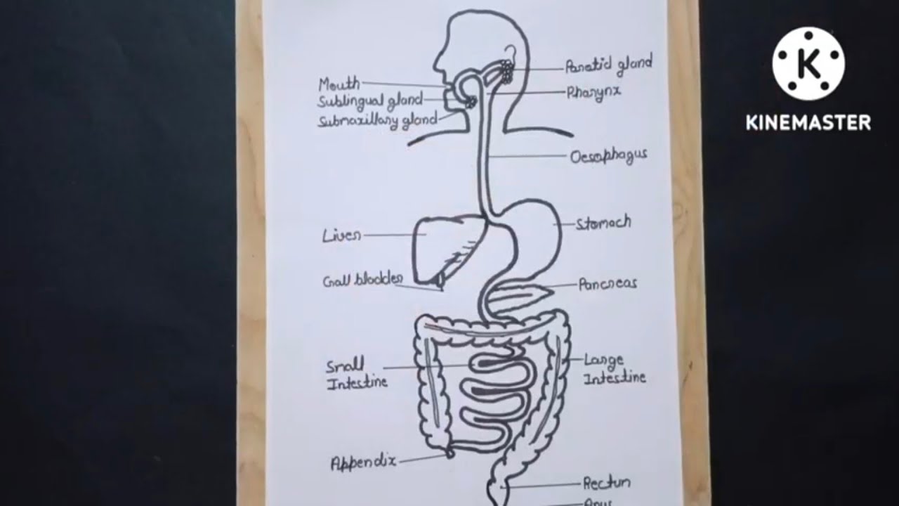 Human digestive system diagram / Manav pachan tantra aarekh - YouTube