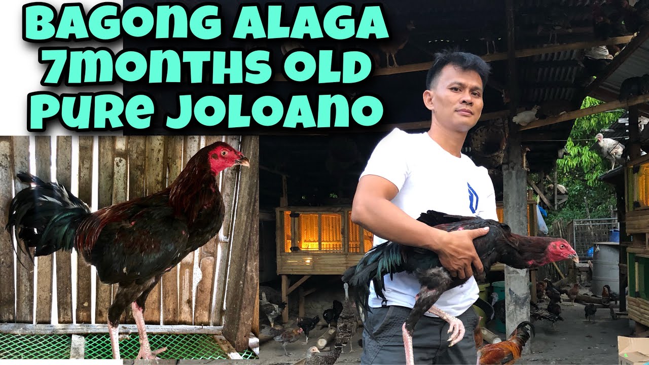 BUMILI AKO NG TANDANG NA JOLOANO | FREE RANGE CHICKEN | BUHAY PROBINSYA ...