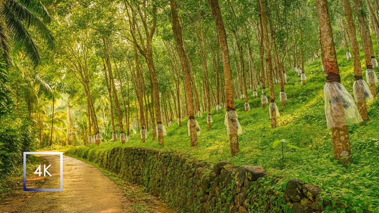 Peaceful Rain Walk in a Lush Rubber Plantation | 4K ASMR Binaural ...