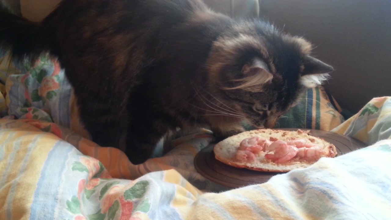 cat eating shrimps and talk with kitten - YouTube