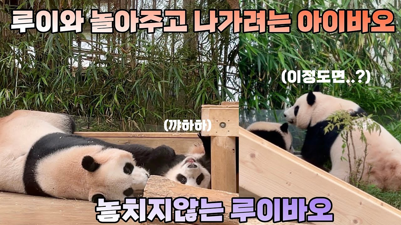 루이바오와 꽁냥꽁냥 놀아주고 밖으로 나가려는 아이바오와 껌딱지 루이 루이바오 아이바오 Youtube