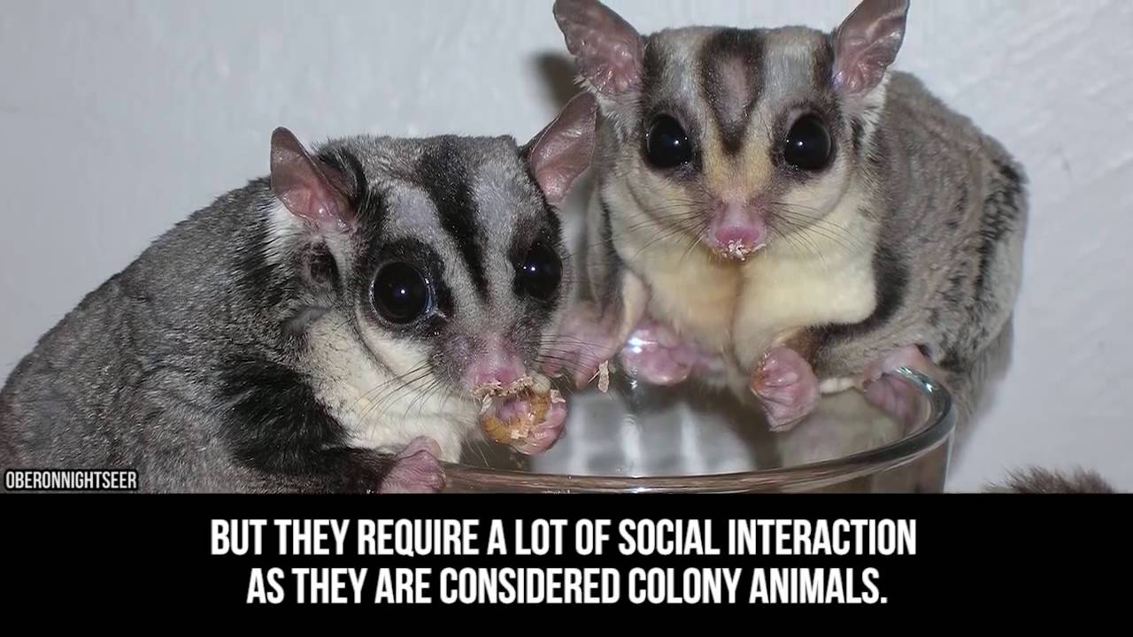 10 Most Unusual Pets Ever - YouTube