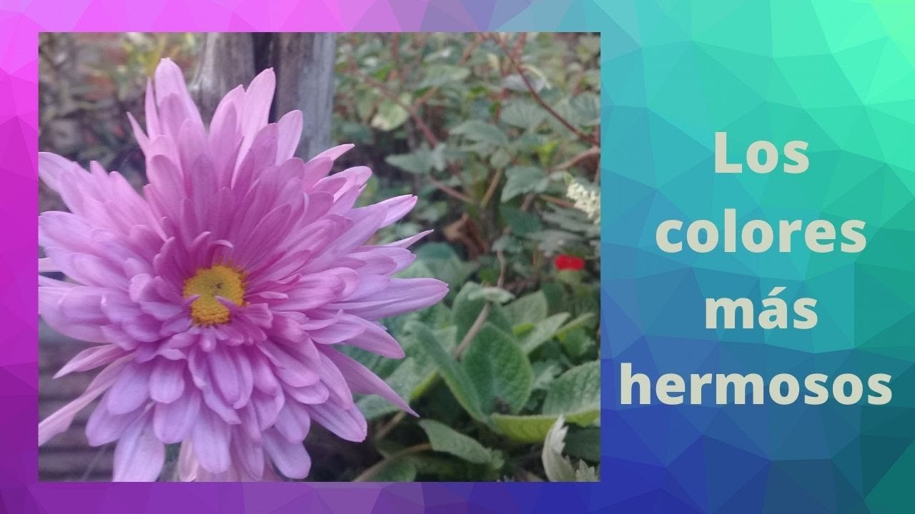 Crisantemos morado un mundo de colores - YouTube