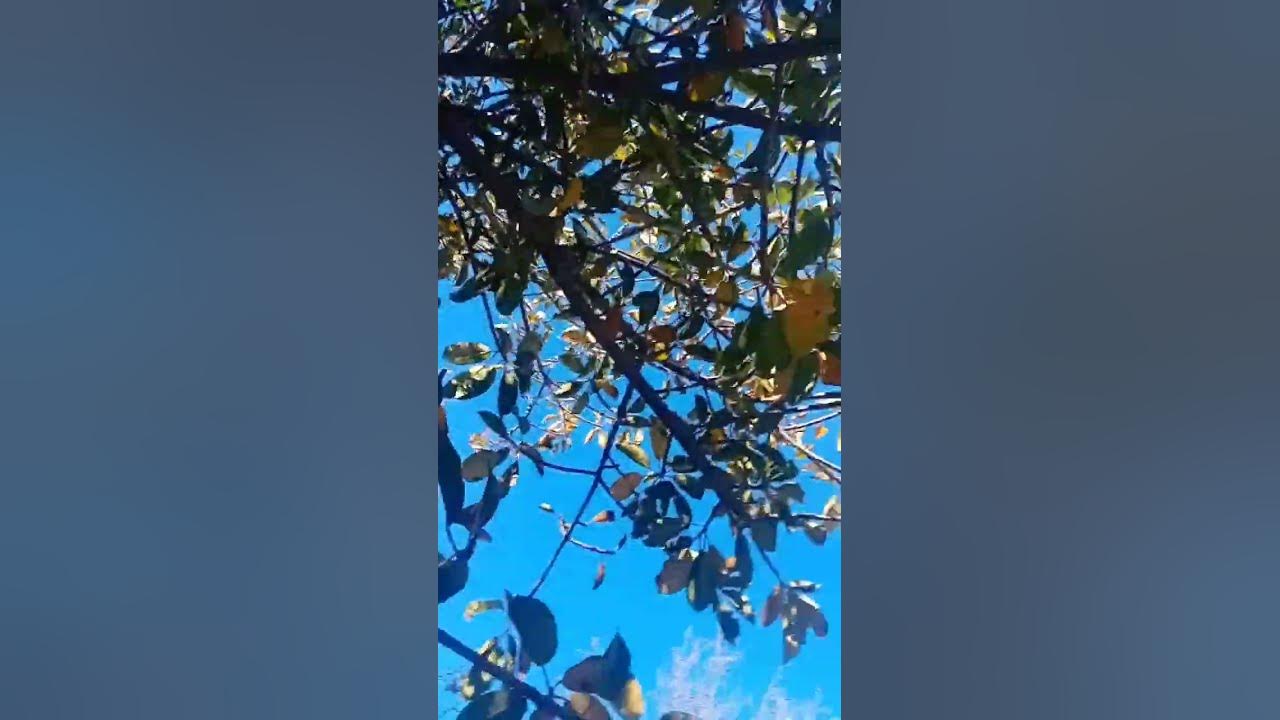 يا ايها الذين امنوا لا تخونوا الله والرسول وتخون اماناتكم وانتم تعلمون