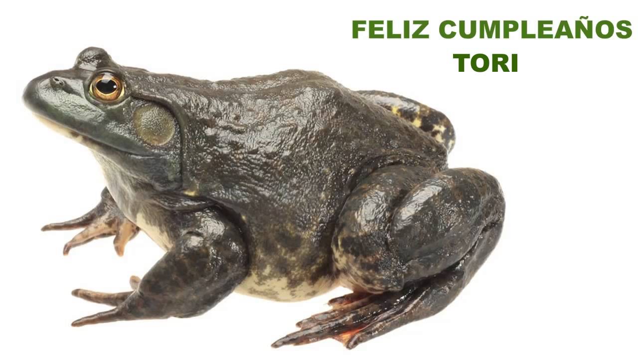 Tori Animals & Animales - Happy Birthday - YouTube