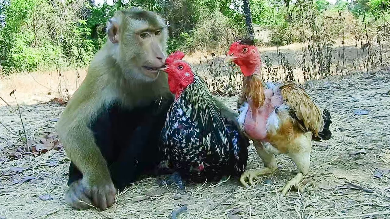 Don't Bite My Best ToTo Like This, Very Harmony Animals At My Village ...