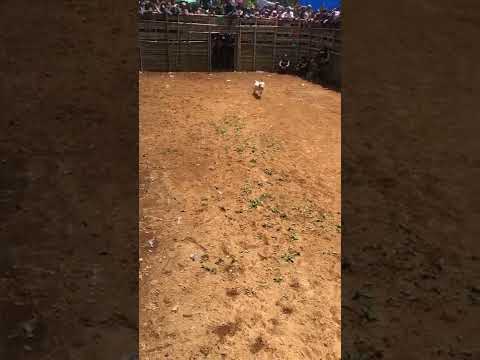 Kontes ketangkasan majalengka open ras cup 2022 kelas exclusive