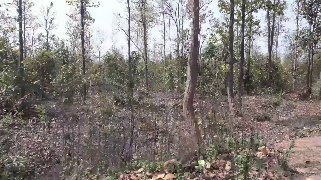 Jhargram forest - YouTube