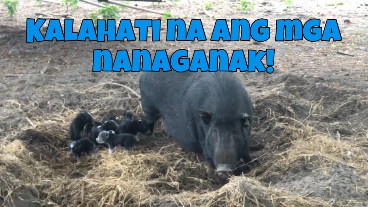 Kalahati na ang mga Umanak na Inahin! || May Matamlay na Dumalaga 😞 ...