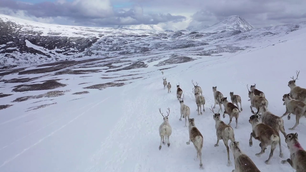 Chasing Reindeer - YouTube