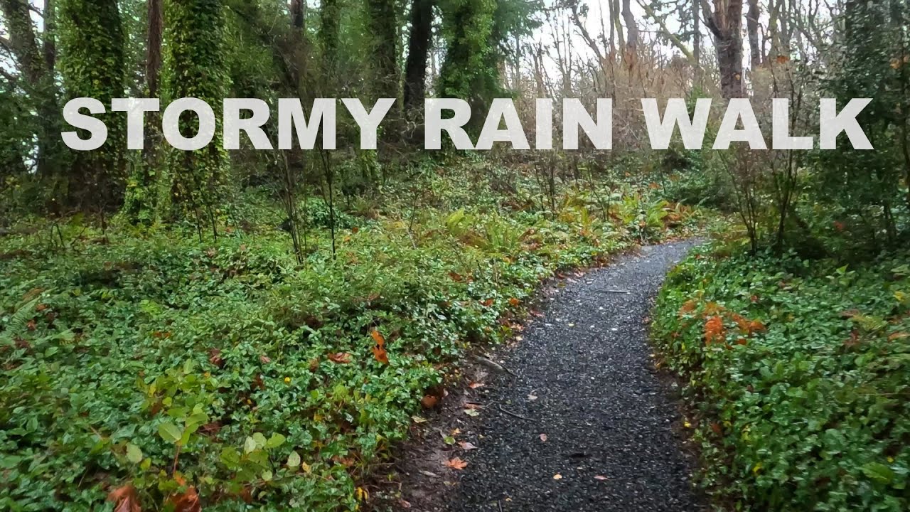Stormy Heavy Rain Walk In Washington State - notalk - nomusic - YouTube