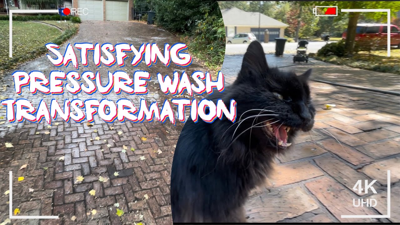 Watch This Stray CAT Appear During Free Driveway Cleaning: Incredible ...
