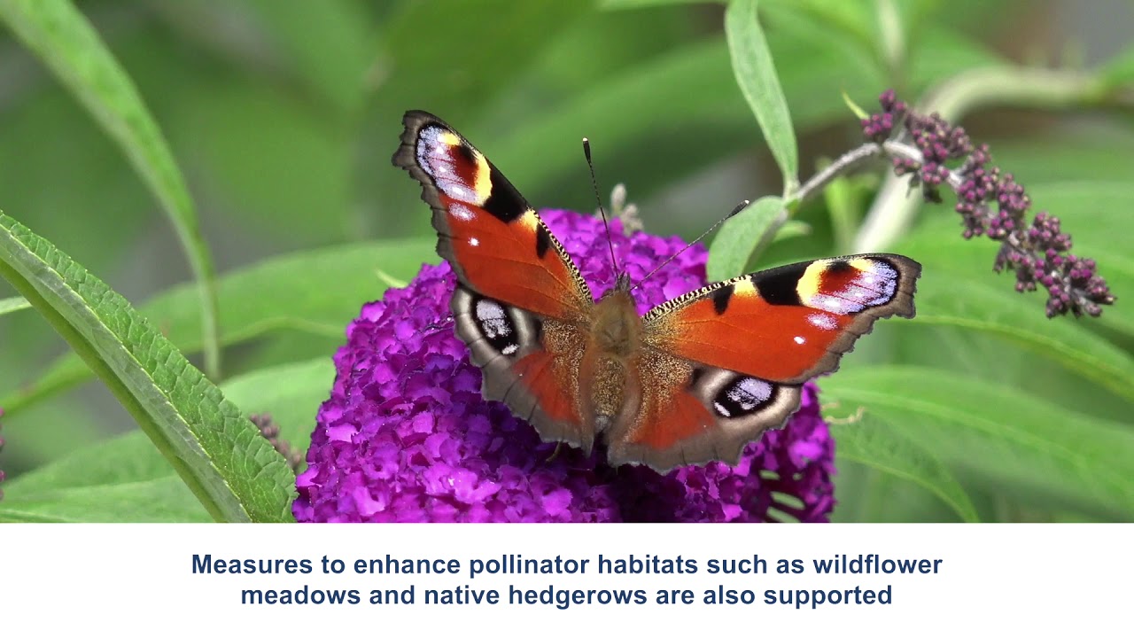 Pollinators and Biodiversity in Ireland - YouTube