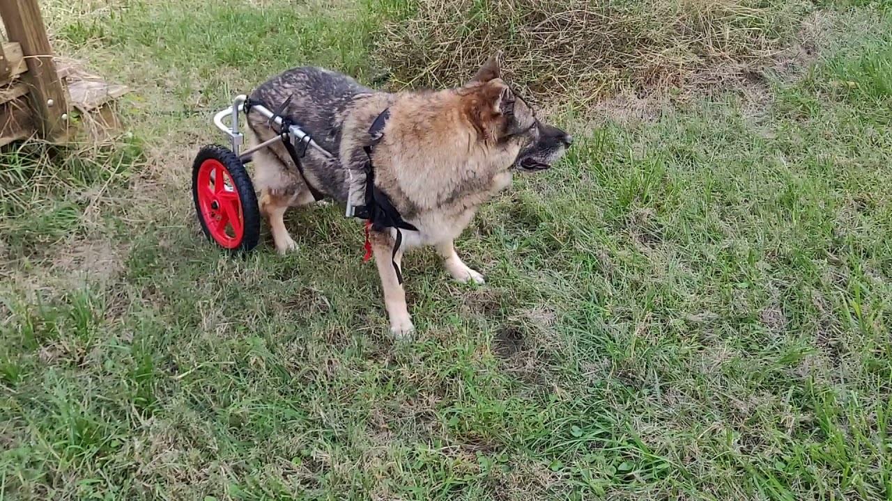 DM GSD with a wheelchair. - YouTube