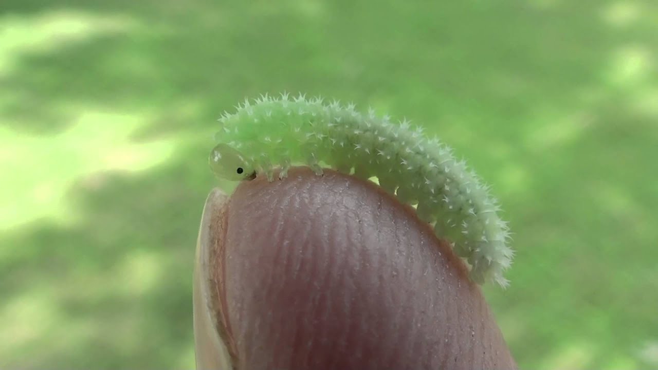 Sawfly Larva (Tenthredinidae: Periclista) Close-up on Finger - YouTube