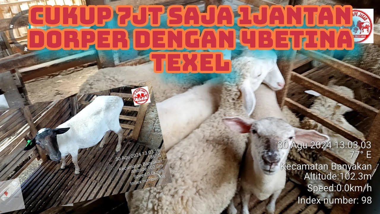 CUKUP 7JTAN SAJA 1JANTAN DORPER DENGAN 4 BETINA TEXEL @Galeri-kambing ...
