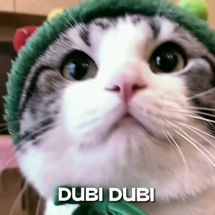 Chipi Chipi😻🌹 #cats #Dapi #meow #popular #fypシ #nya #legends #respect ...