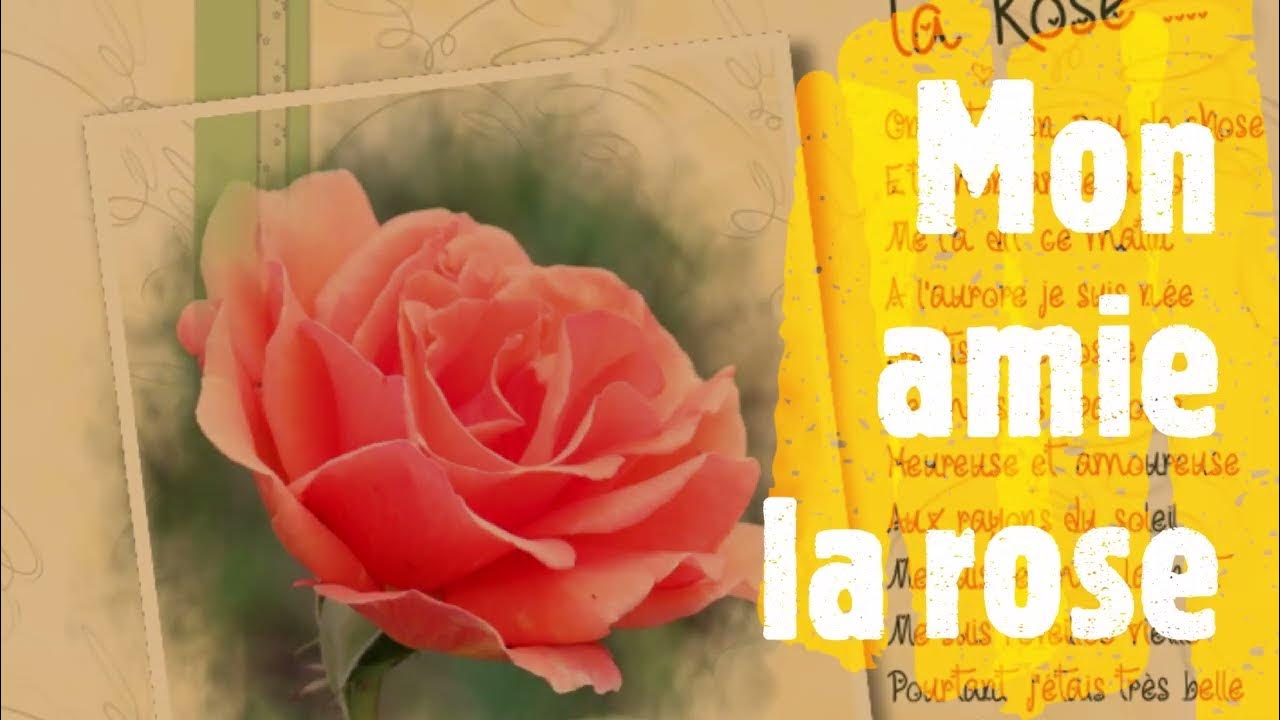 mon-amie-la-rose-message-spirituel-de-la-mort-la-vie-by-lcbd-youtube