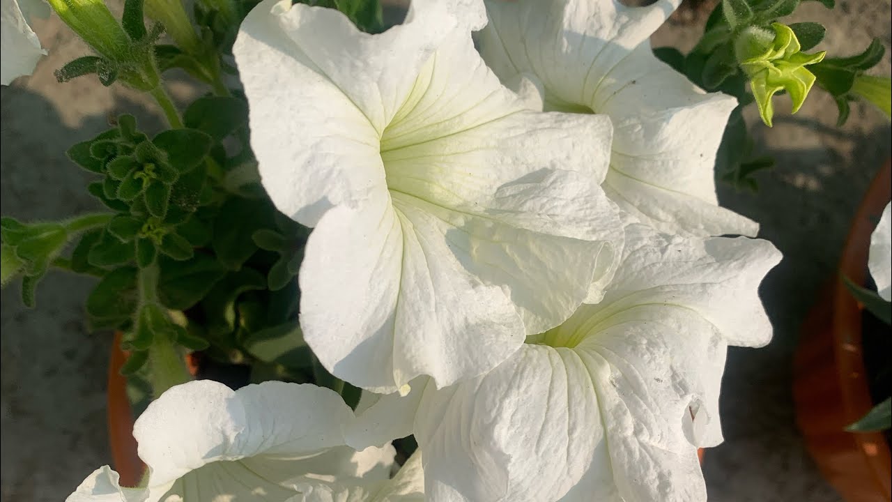 Bageecha pyaar wala beautiful flowering plants || beautiful vegetable ...