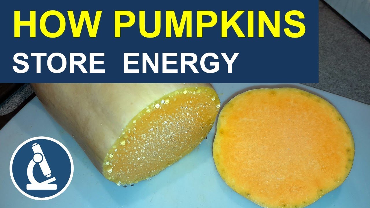 Halloween special: Pumpkin POWER! - YouTube