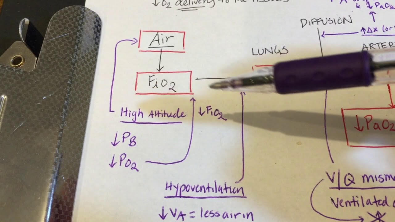 Hypoxia vs Hypoxemia - YouTube