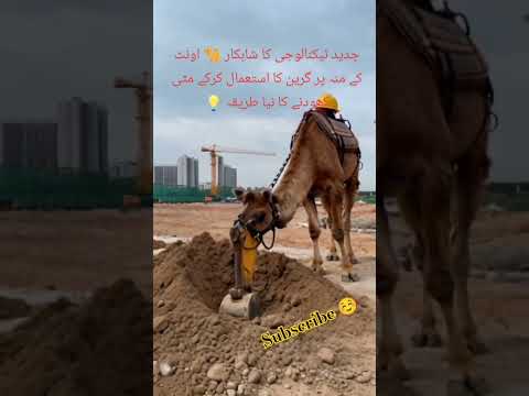 Innovative Camel Soil Digging Technique 🐪💡#trending #shorts #duet