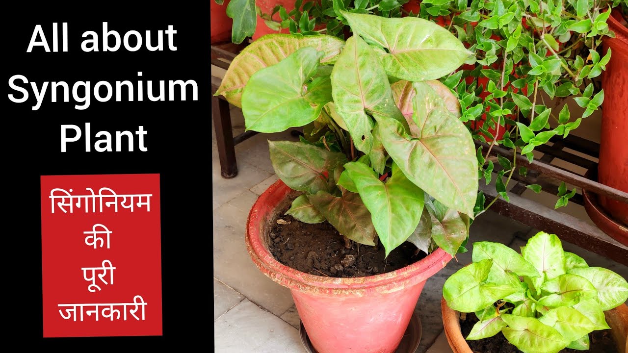 All About Syngonium An Indoor Plant Care Arrowhead Plant Cutting