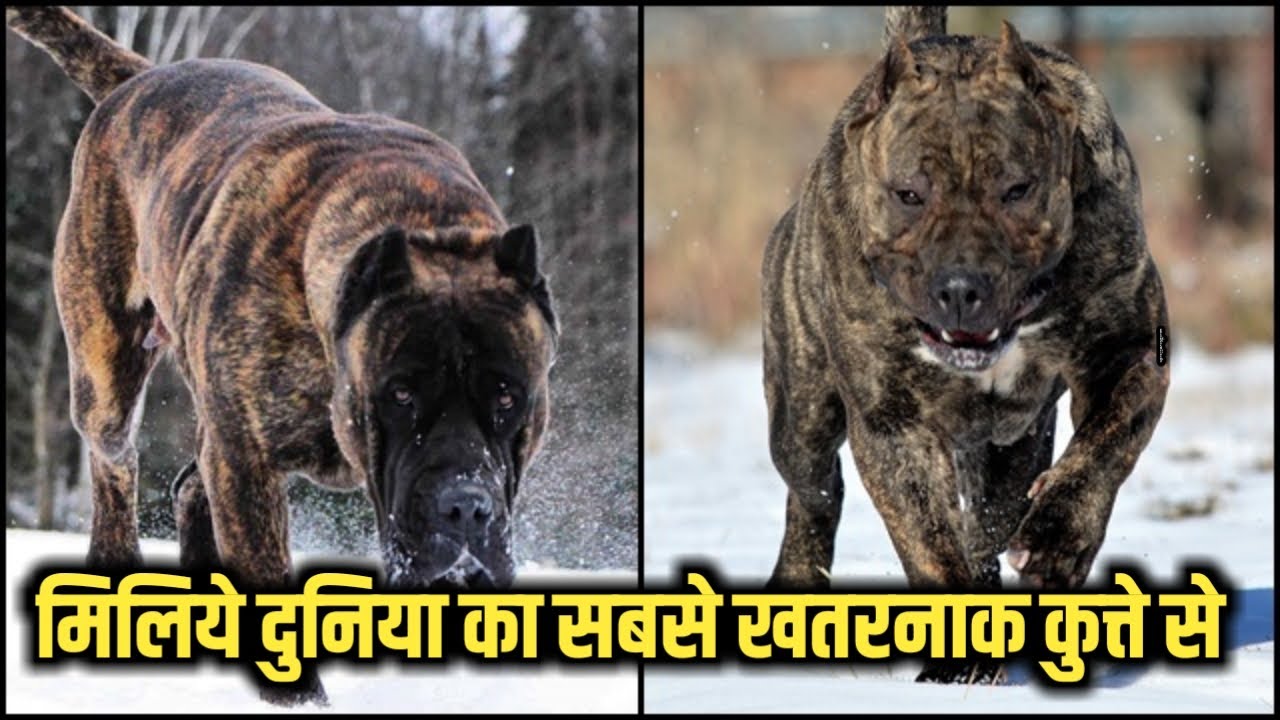 ये है दुनिया का सबसे खतरनाक कुत्ता , Meet the most dangerous dogs in ...