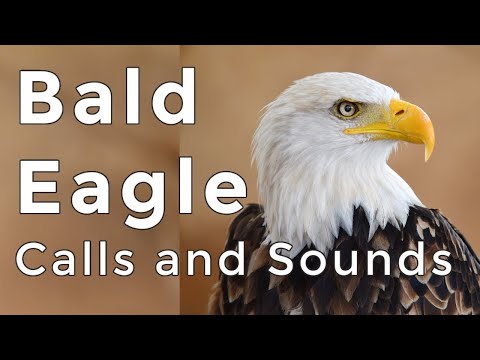 Bald Eagle Calls and Sounds (2025) - Learn THREE noises these raptors make!