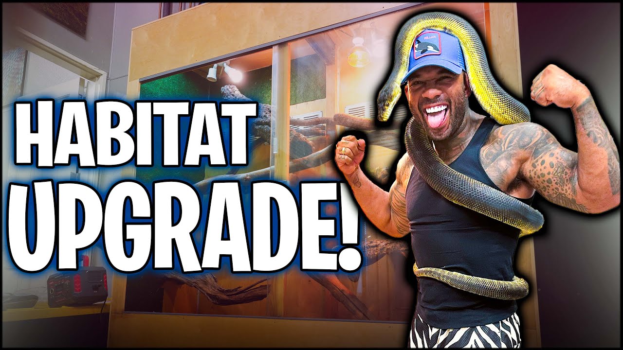 SCRUB PYTHON HABITAT UPGRADE | THE REAL TARZANN - YouTube