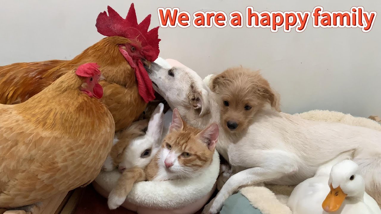 Under the leadership of the cat, the puppy, chicken and rabbit became ...