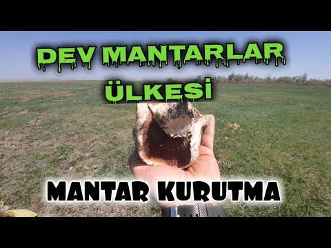 Çok Mantar Bulduk, Fazlasını Kuruttuk, Devasa Mantarlar, Eber Gölü