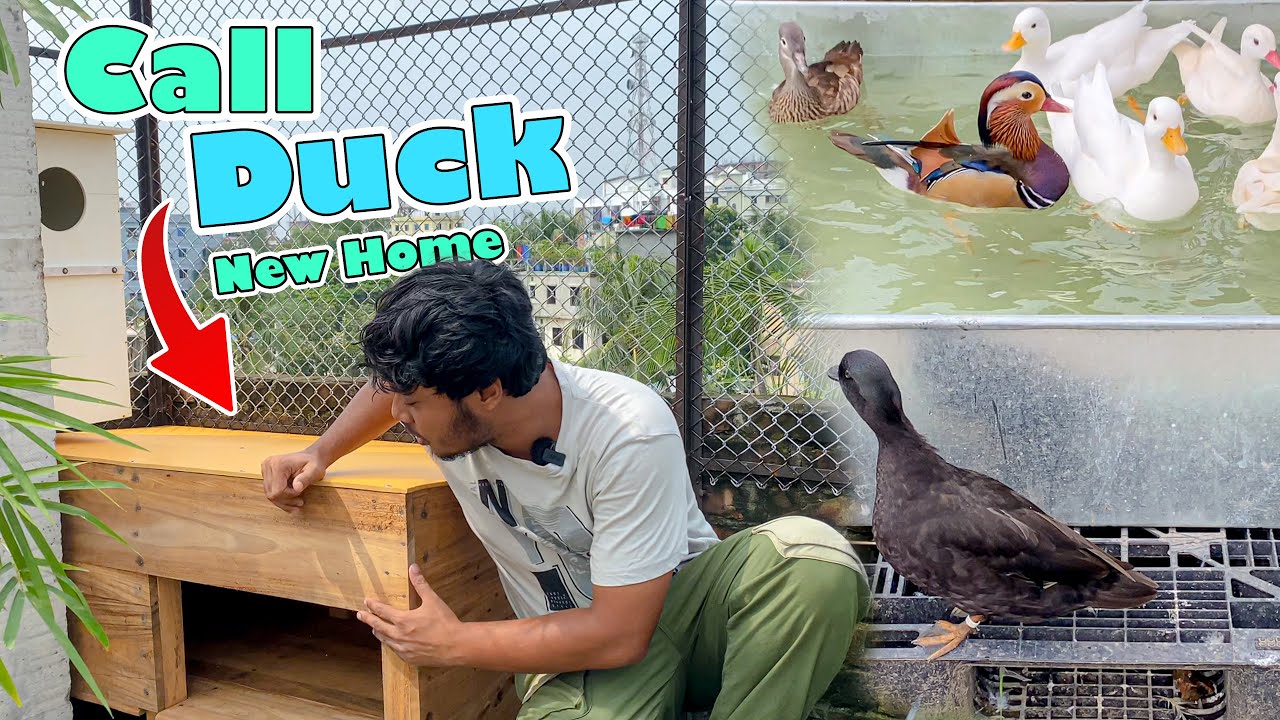 Call Duck এর ডিম দেওয়ার জন্য নতুন ঘর 🏡 - YouTube