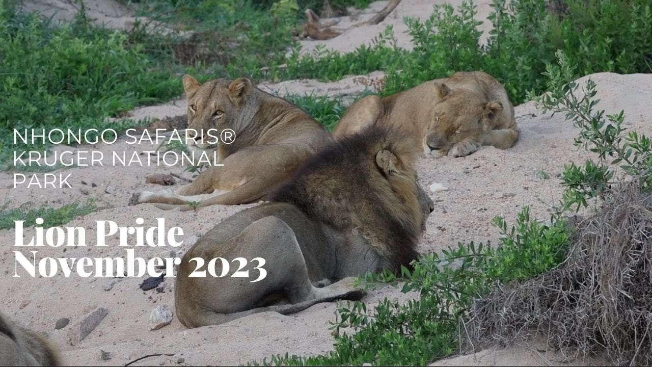 Lion Pride in the Kruger National Park - YouTube
