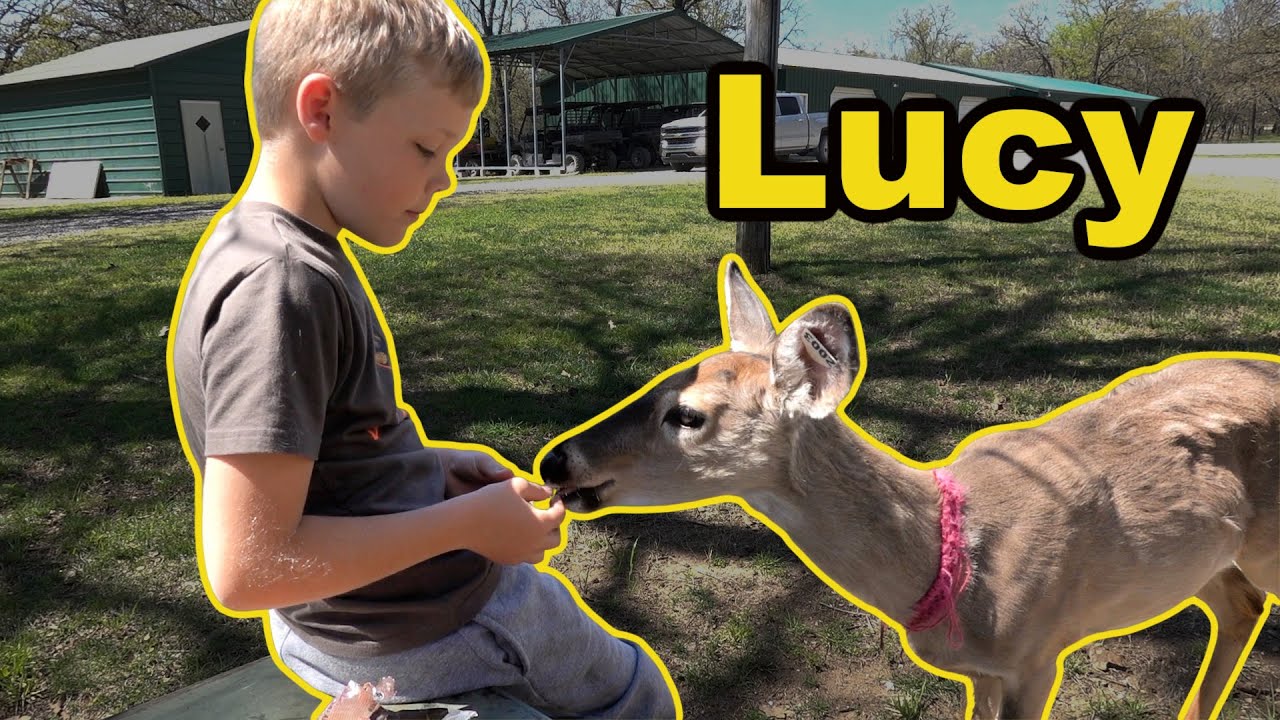 Feeding Jimmy Houston's Deer Herd - YouTube