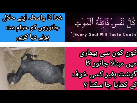 Meat of animals infected with which disease can be eaten - YouTube