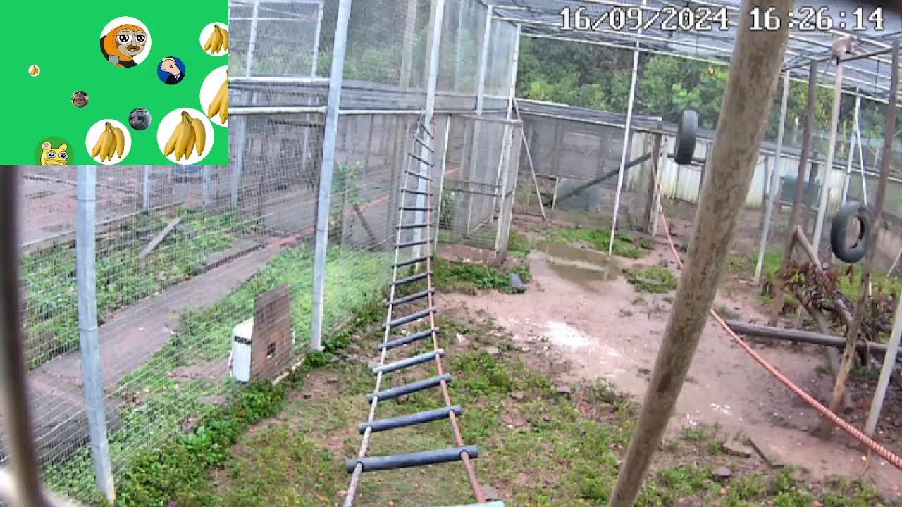 Monkey Trading Crypto - Livestream - YouTube