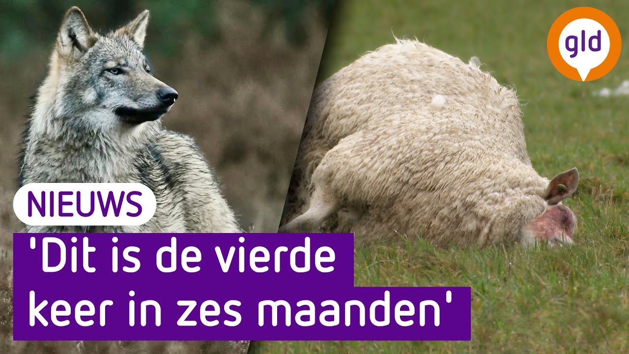 Wolf doodt 21 schapen in Renkum - YouTube